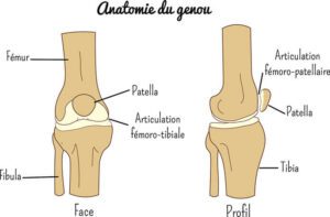 Gonarthrose - Des exercices efficaces d'ostéopathe